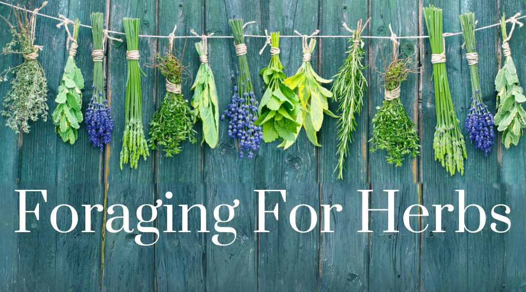 Foraging for Herbs - whisperofthewillow.com